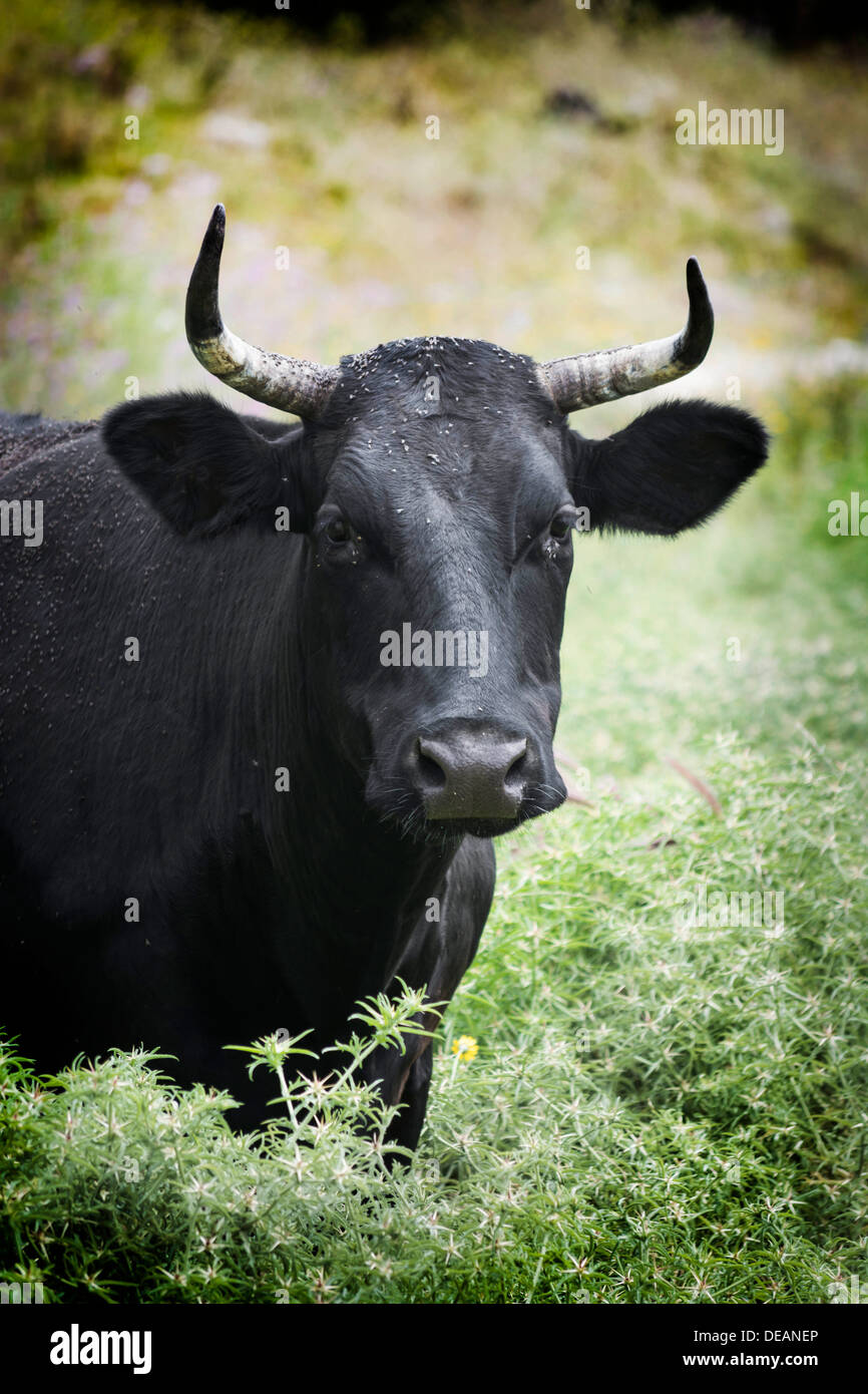 Spanish bull -Fotos und -Bildmaterial in hoher Auflösung – Alamy