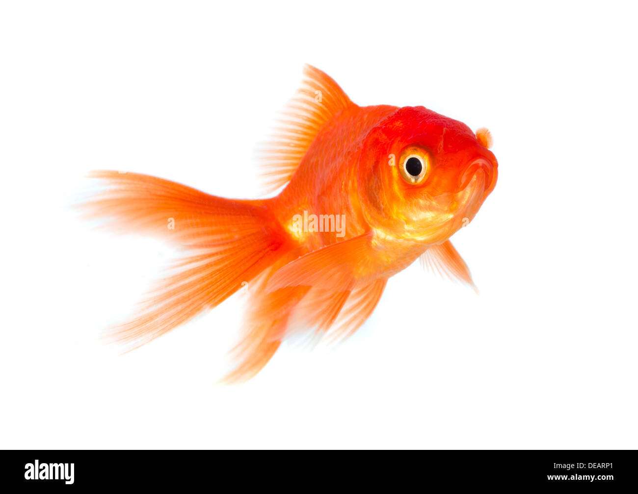 Goldfisch isoliert auf einem weißen Hintergrund Stockfotografie - Alamy