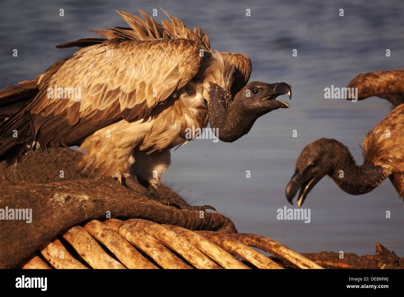 Kadaver -Fotos und -Bildmaterial in hoher Auflösung – Alamy