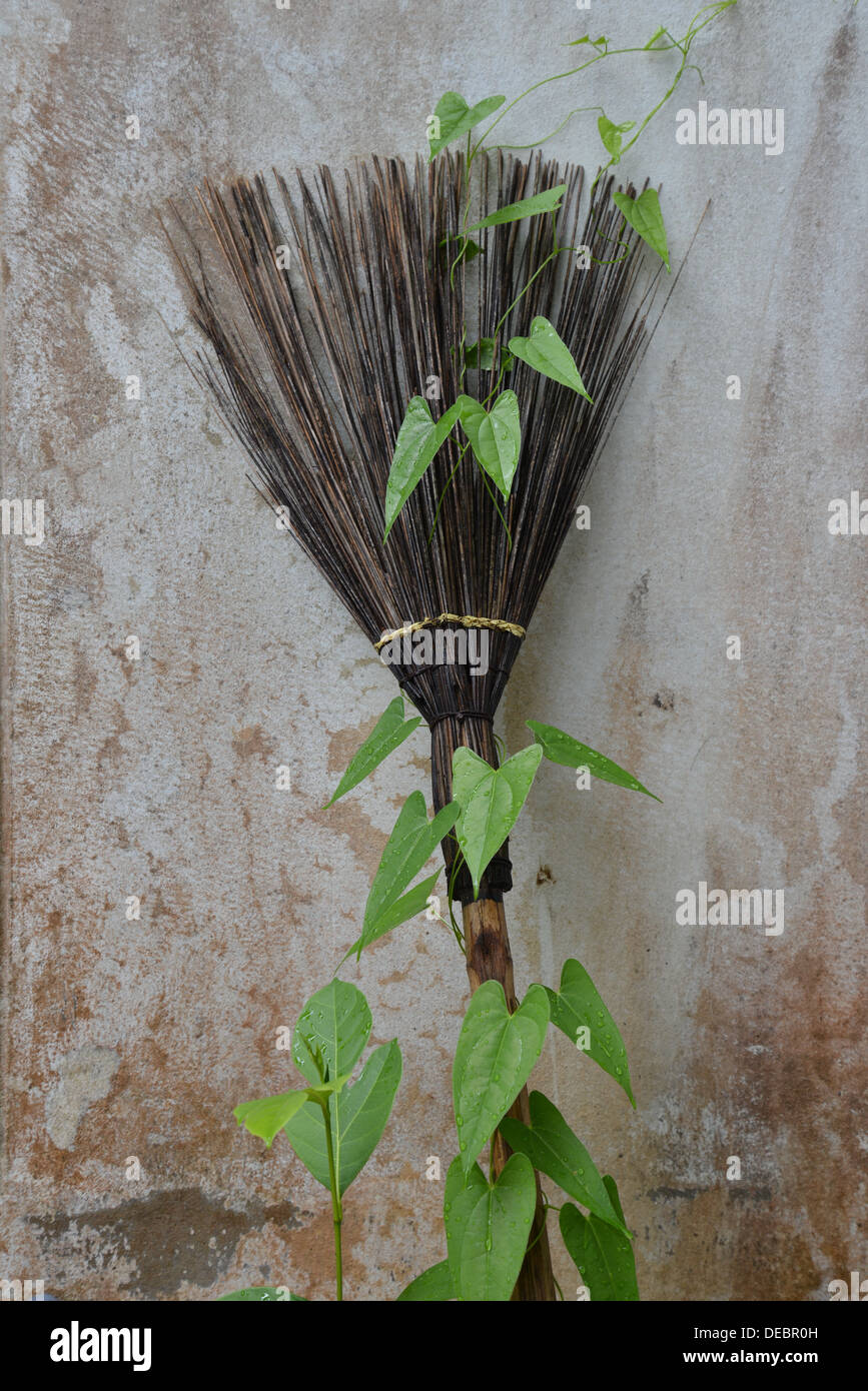 Irischer besen -Fotos und -Bildmaterial in hoher Auflösung – Alamy