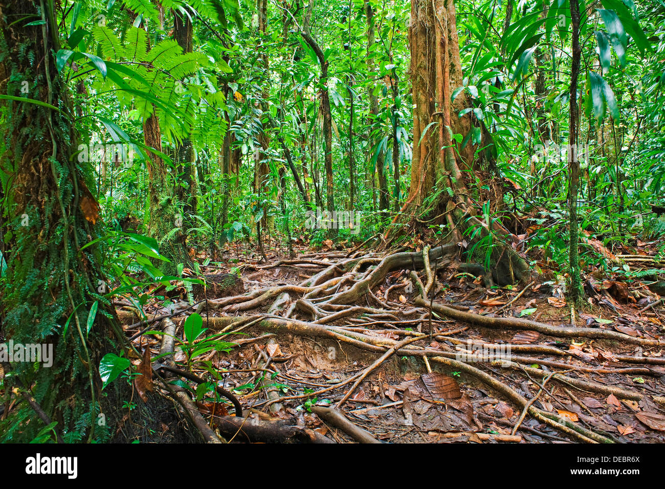 Guadeloupe rainforest -Fotos und -Bildmaterial in hoher Auflösung ...