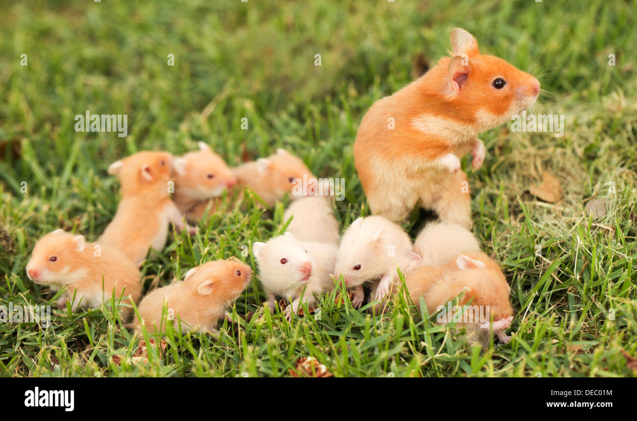 Golden hamster cub -Fotos und -Bildmaterial in hoher Auflösung – Alamy