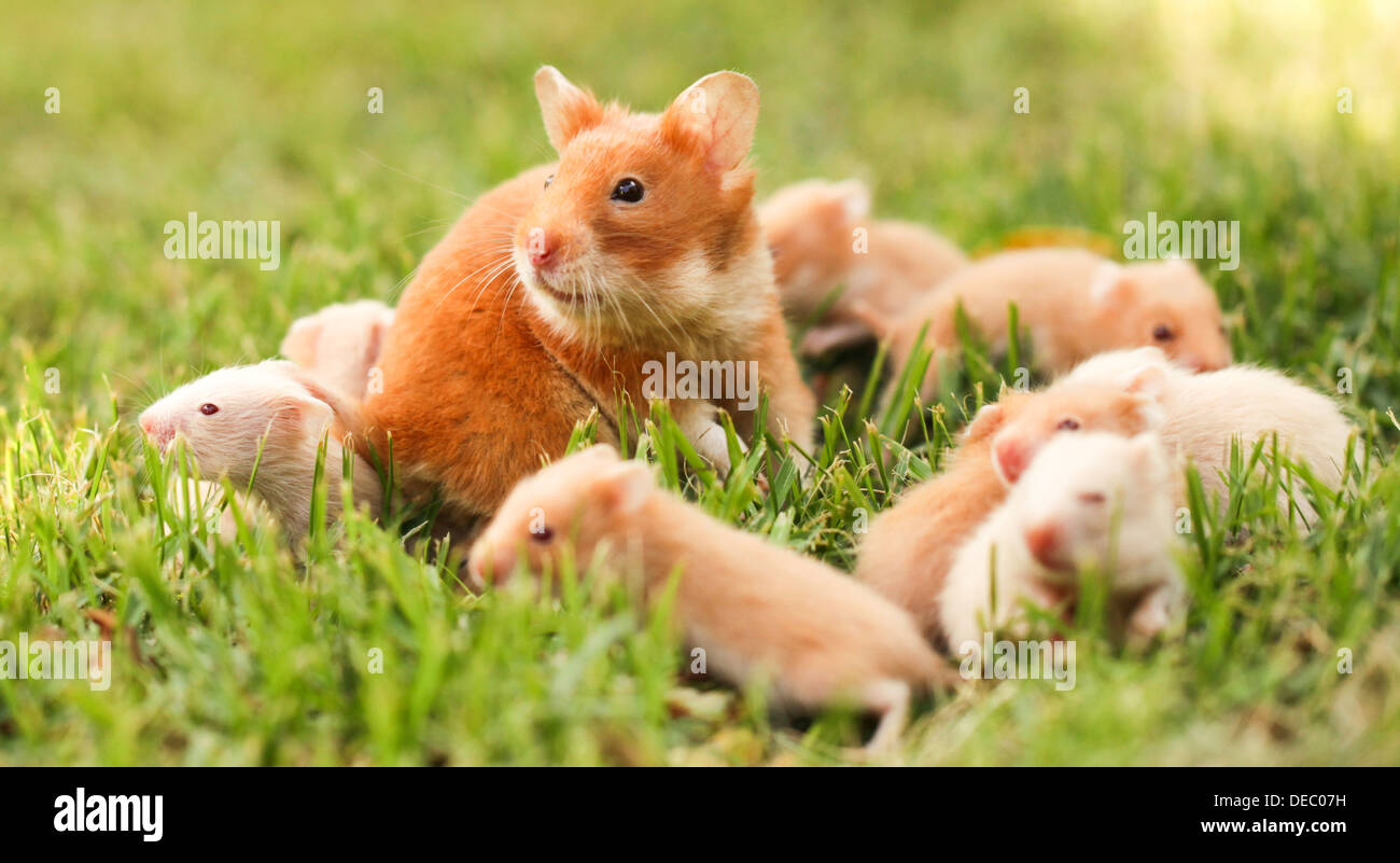 Golden hamster (mesocricetus auratus) -Fotos und -Bildmaterial in hoher ...
