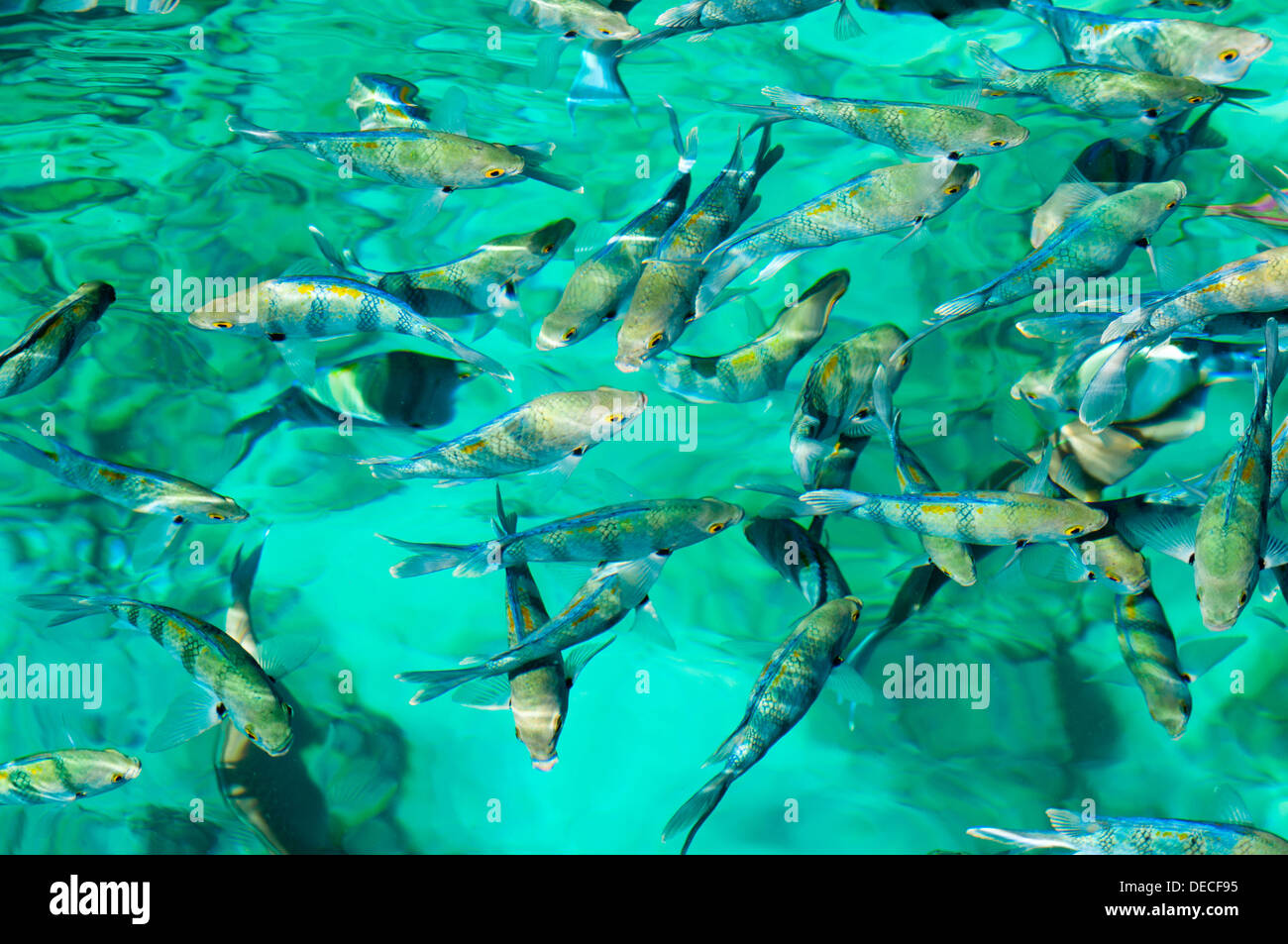 Rote meeresfische -Fotos und -Bildmaterial in hoher Auflösung – Alamy