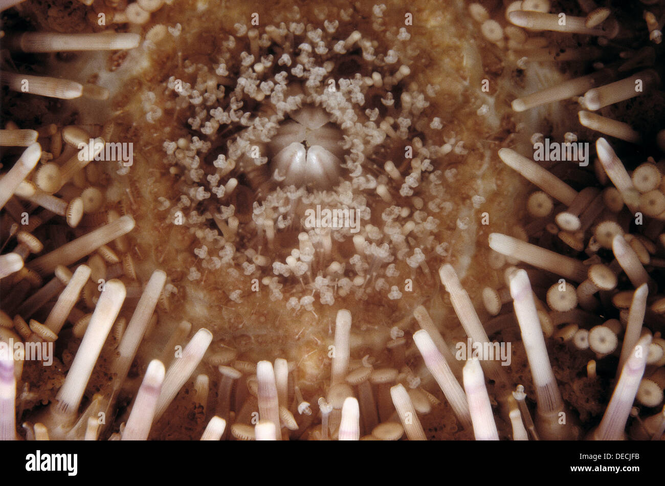 Nahaufnahme seeigel mund -Fotos und -Bildmaterial in hoher Auflösung ...