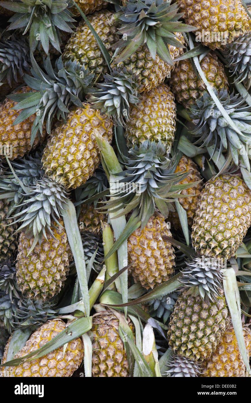 Indische ananas -Fotos und -Bildmaterial in hoher Auflösung – Alamy