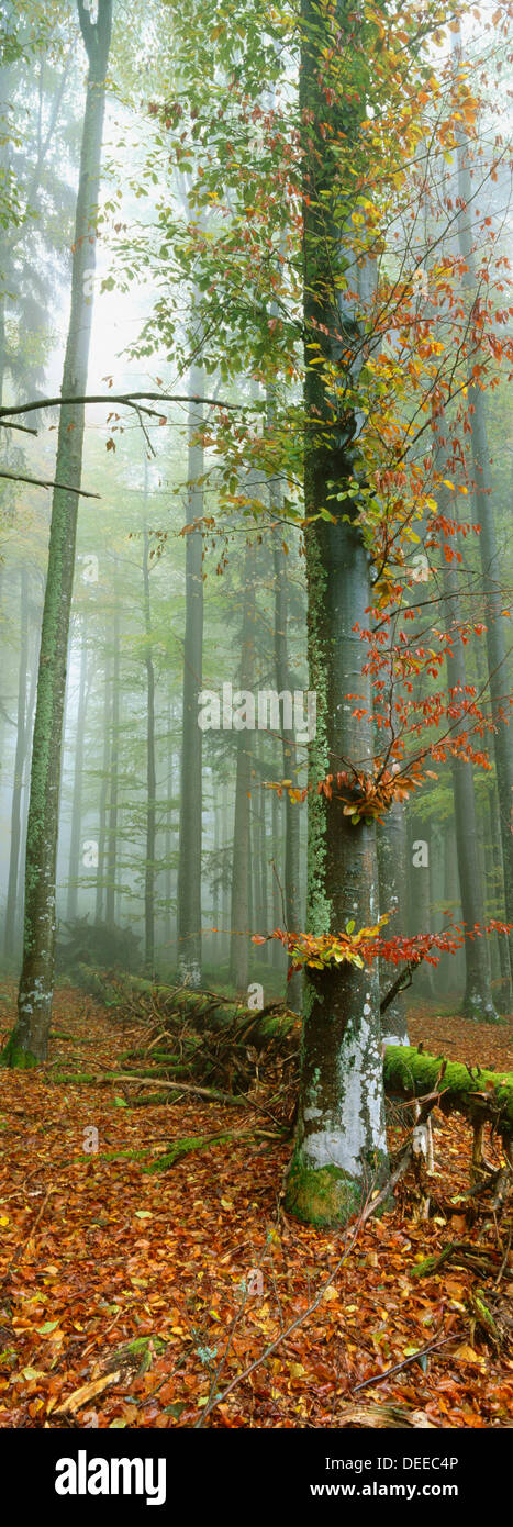 Wald mit buchen (Fagus Sylvatica) und Fichten (Picea Abies ...