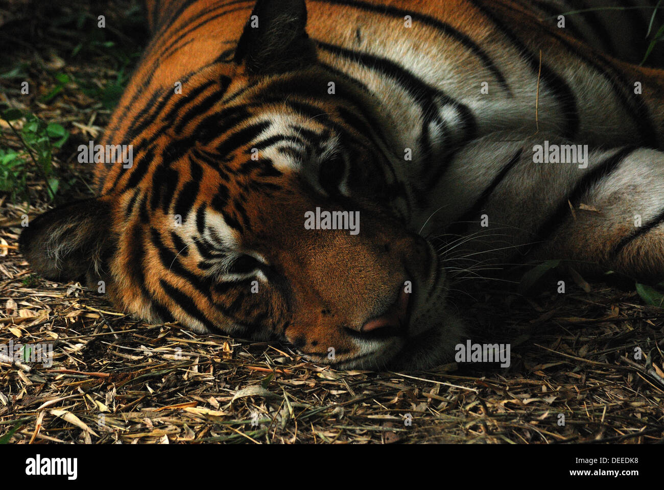 Tiger ranthambore -Fotos und -Bildmaterial in hoher Auflösung - Seite 2 ...
