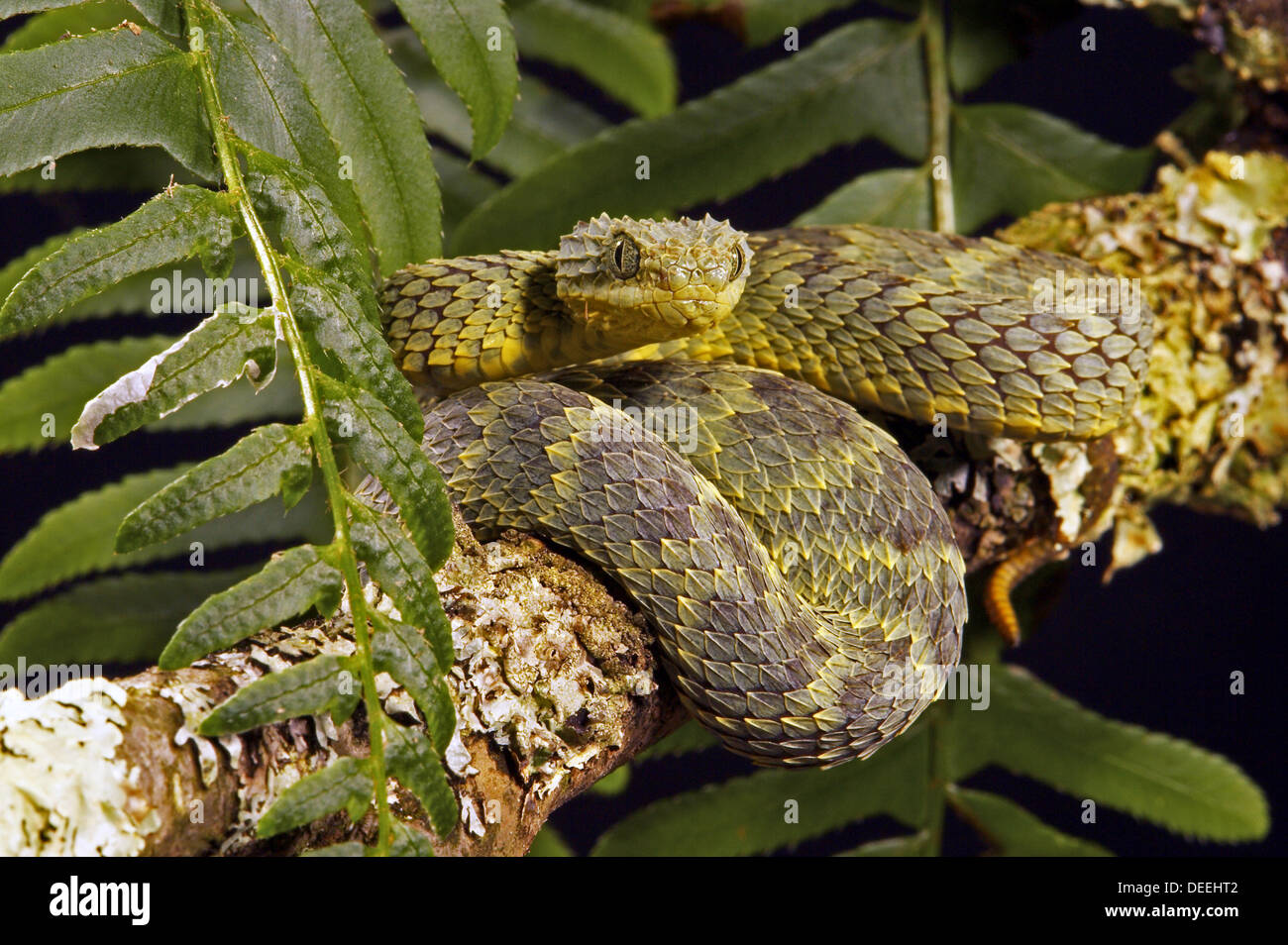 Grüne buschviper atheris squamiger -Fotos und -Bildmaterial in hoher ...