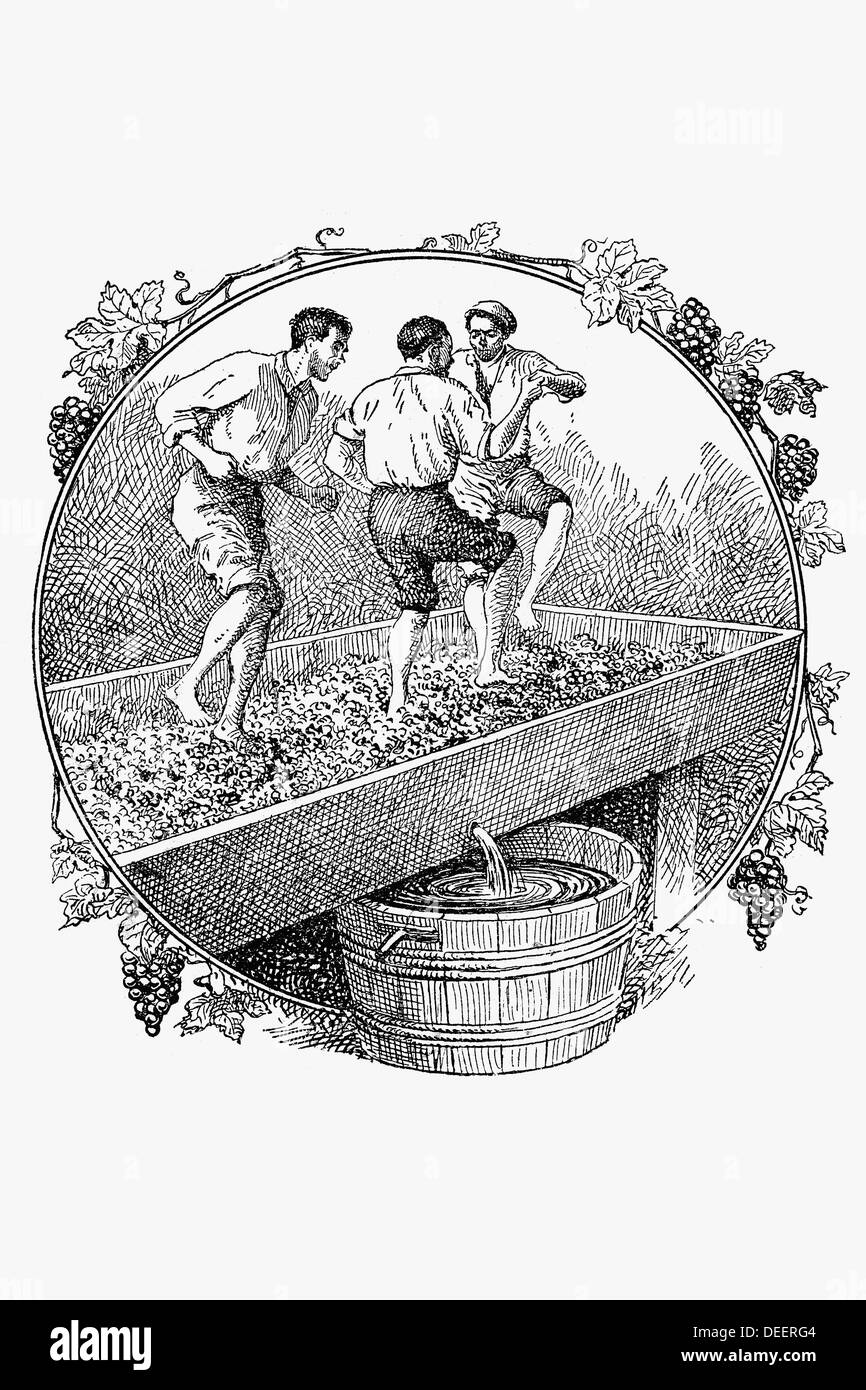 Trampling grapes -Fotos und -Bildmaterial in hoher Auflösung – Alamy