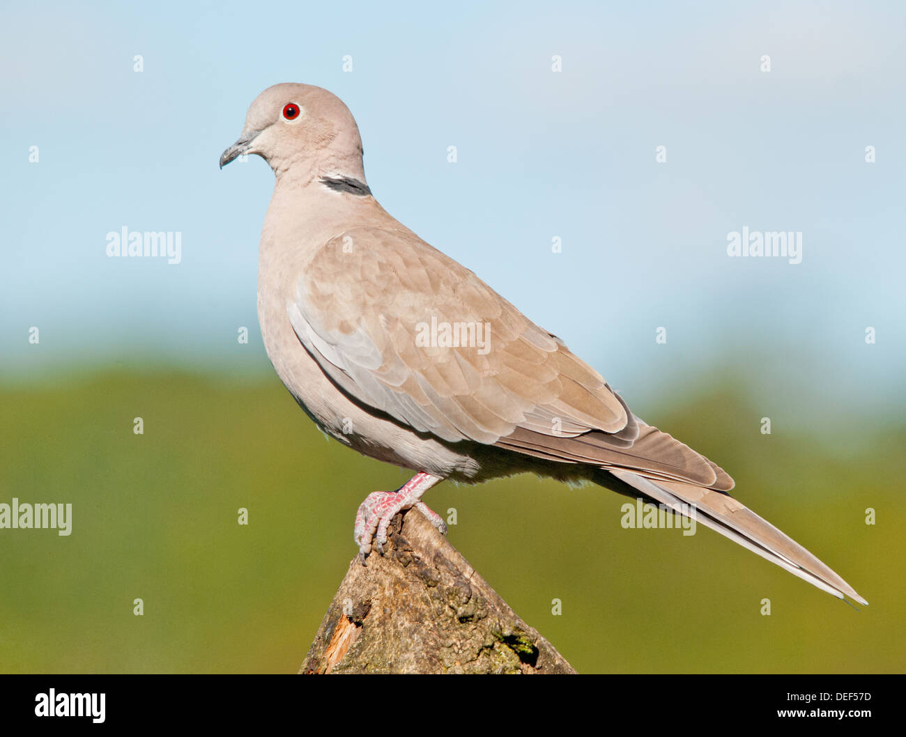 Collared dove -Fotos und -Bildmaterial in hoher Auflösung – Alamy