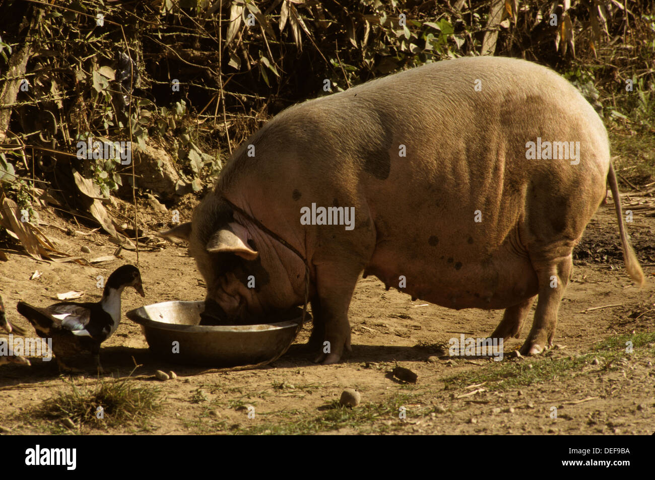 ein fettes Schwein essen, Vieh, häusliche, Schwein, Schweinestall ...