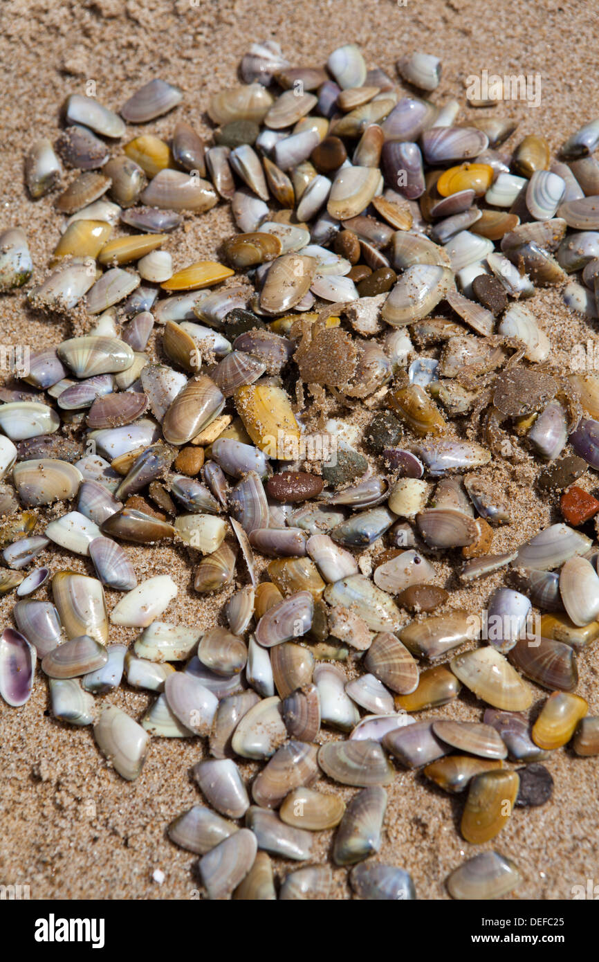 Ernte muscheln -Fotos und -Bildmaterial in hoher Auflösung – Alamy