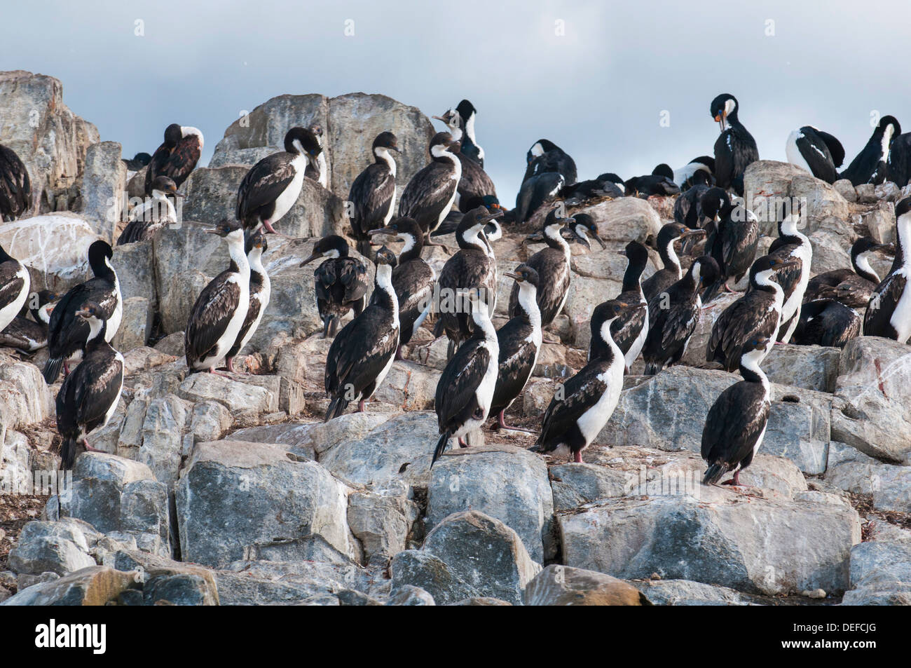 Wilde kormorane -Fotos und -Bildmaterial in hoher Auflösung – Alamy