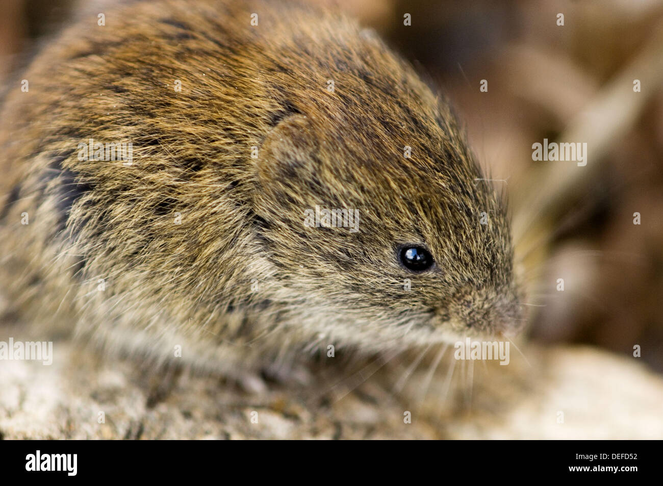 Red backed vole -Fotos und -Bildmaterial in hoher Auflösung – Alamy