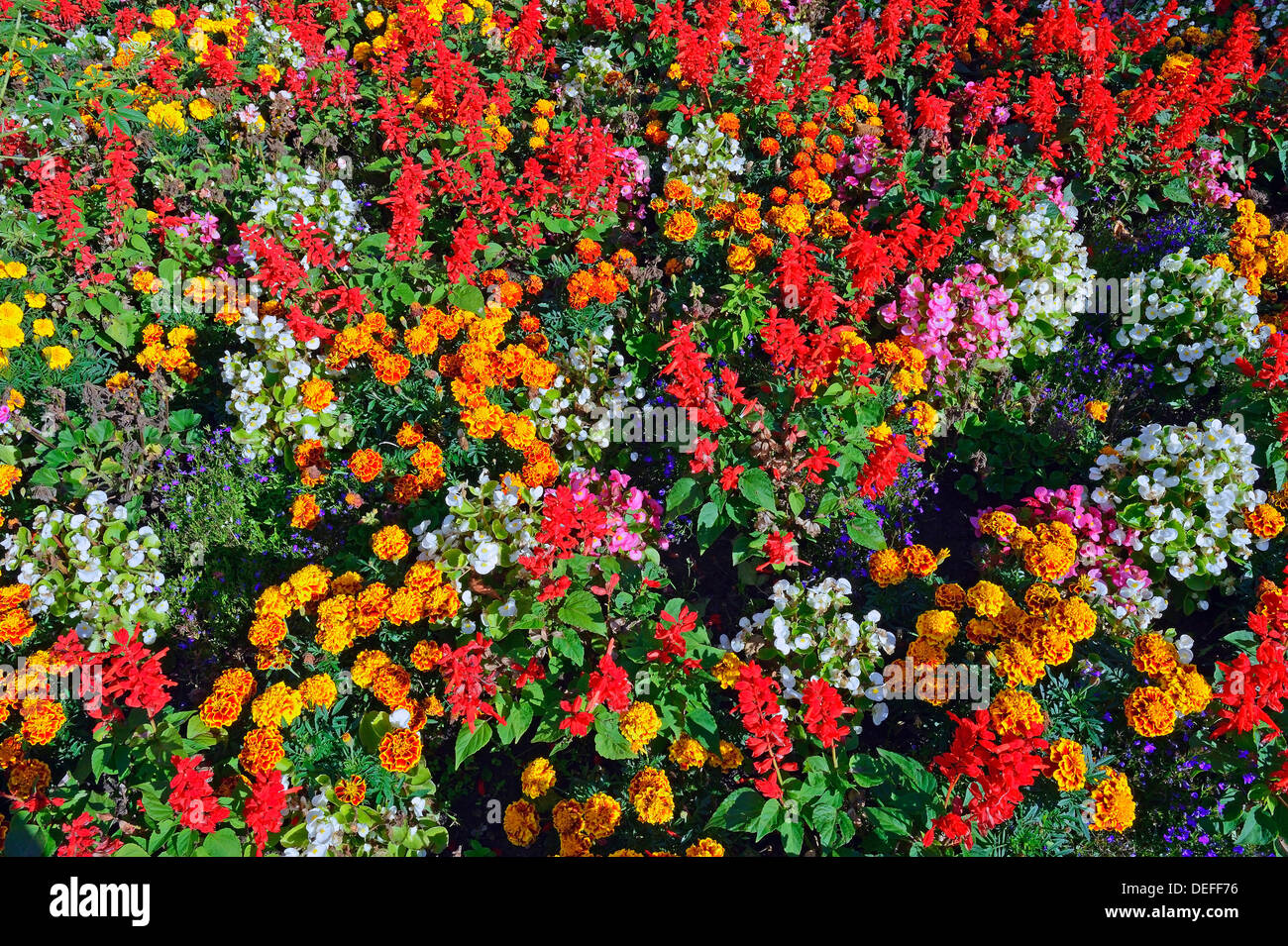 Verschiedene farbige blumen -Fotos und -Bildmaterial in hoher Auflösung ...