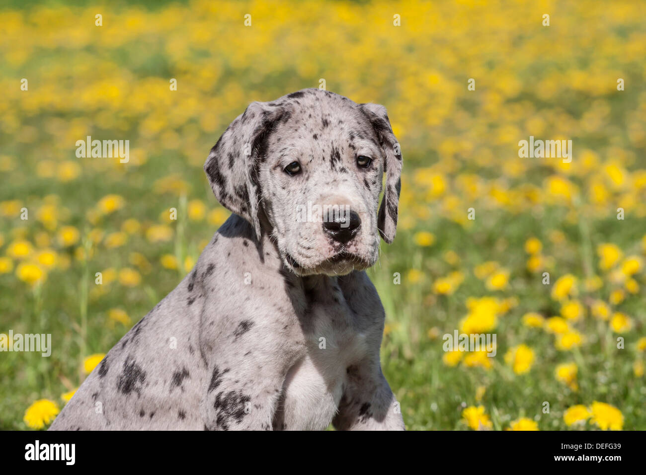 Abstammung Deutsche Dogge Stockfotos und -bilder Kaufen - Alamy