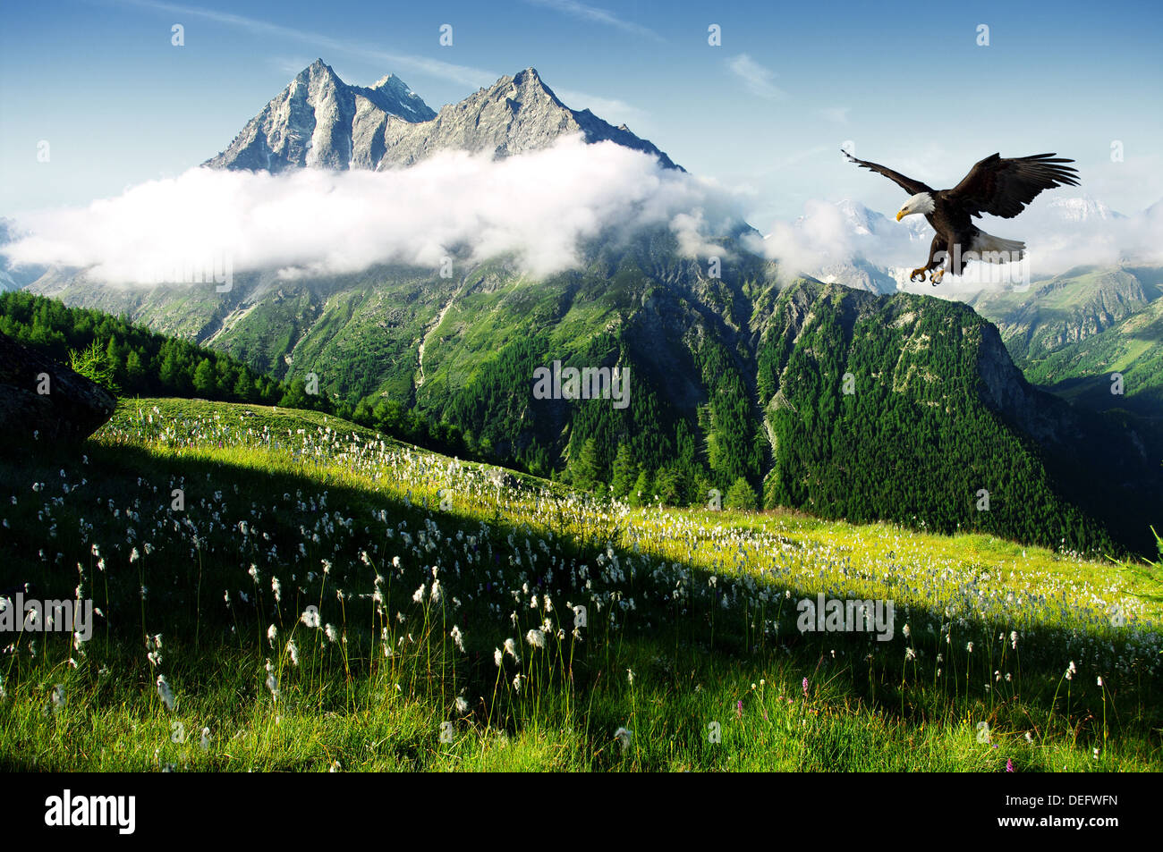 Adler in den Alpen Stockfotografie - Alamy