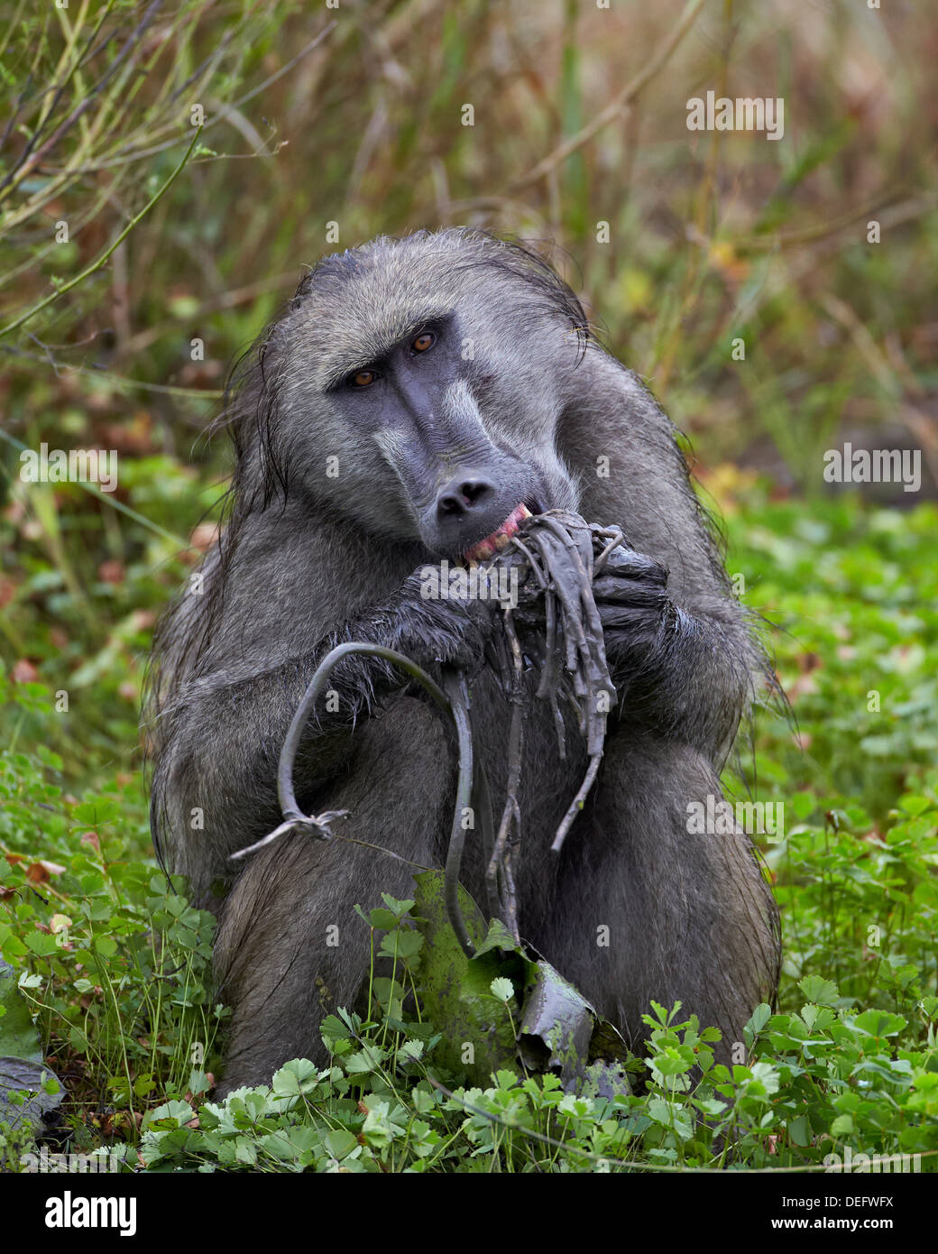 Pavian halten -Fotos und -Bildmaterial in hoher Auflösung – Alamy