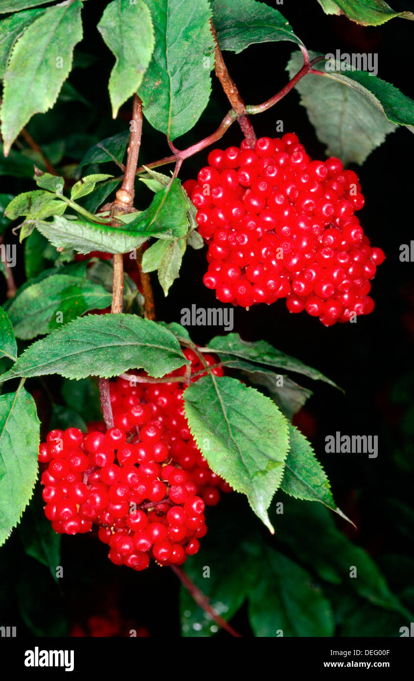 Roter holunder sambucus racemosa -Fotos und -Bildmaterial in hoher ...