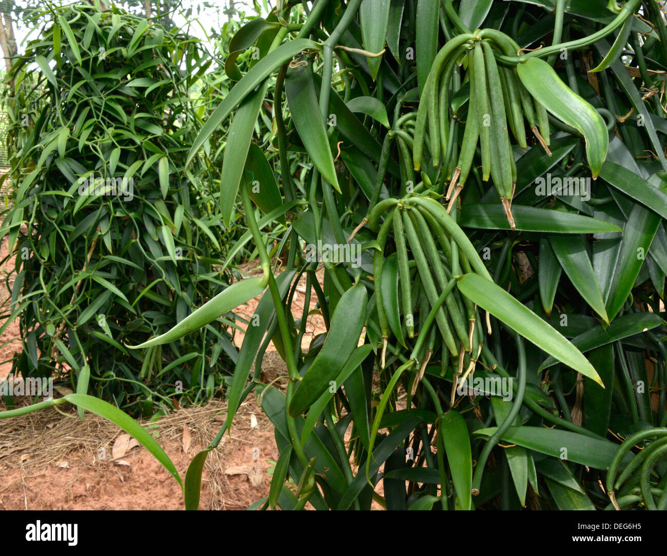 Vanille Plantage Stockfotos und -bilder Kaufen - Alamy