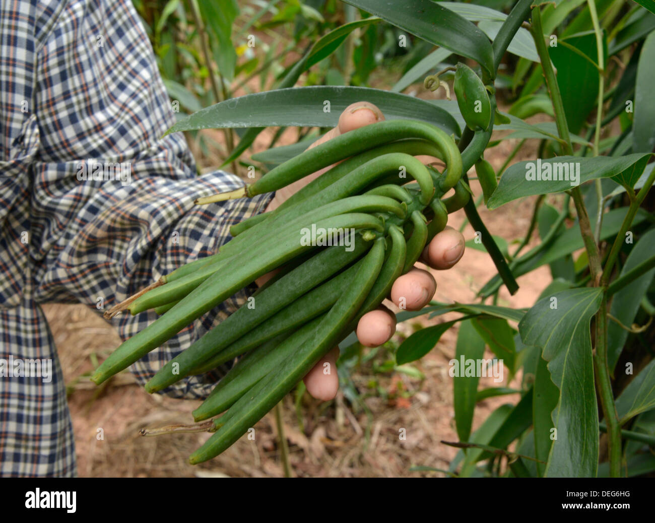 Vanille Plantage Stockfotos und -bilder Kaufen - Alamy