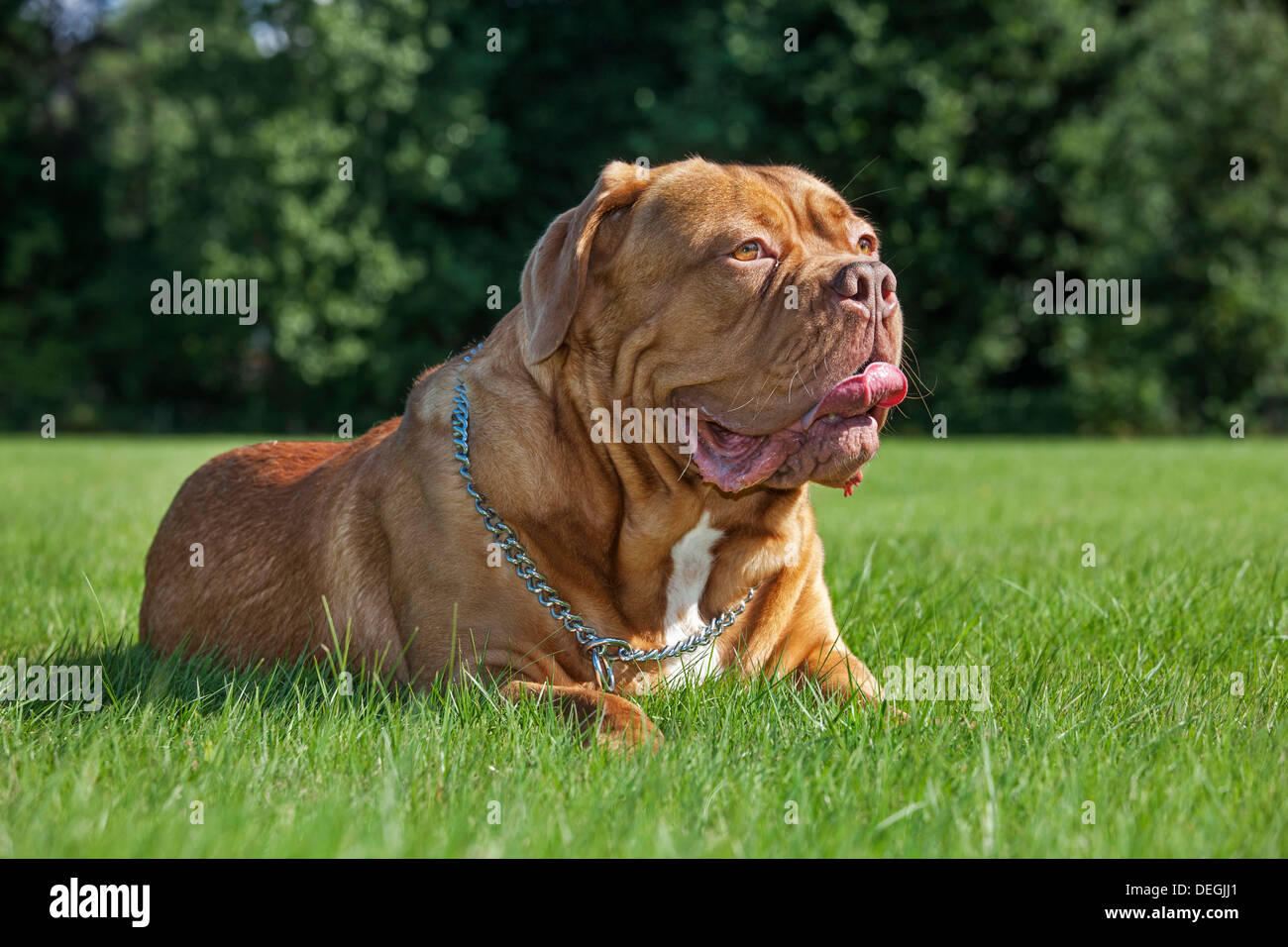 The dogue de bordeaux -Fotos und -Bildmaterial in hoher Auflösung – Alamy