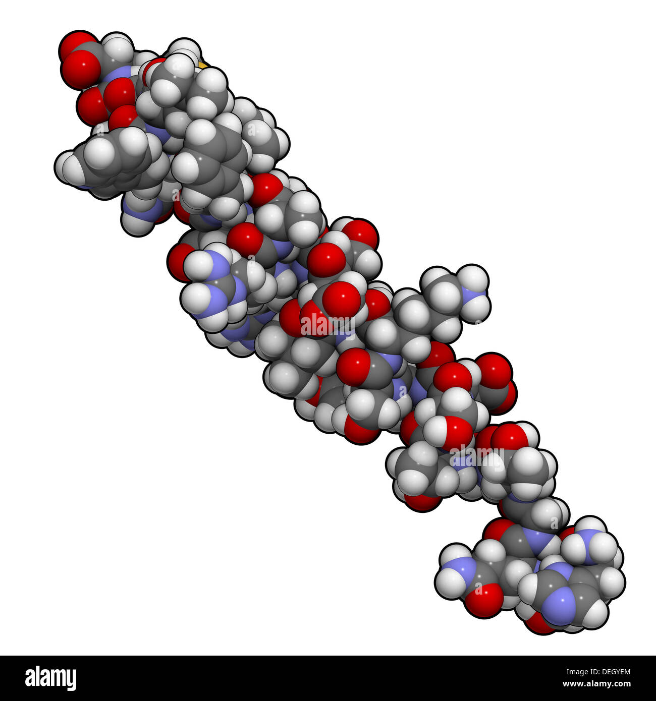Glukagon-Peptid-Hormon-Molekül. Hat die entgegengesetzte Wirkung von ...