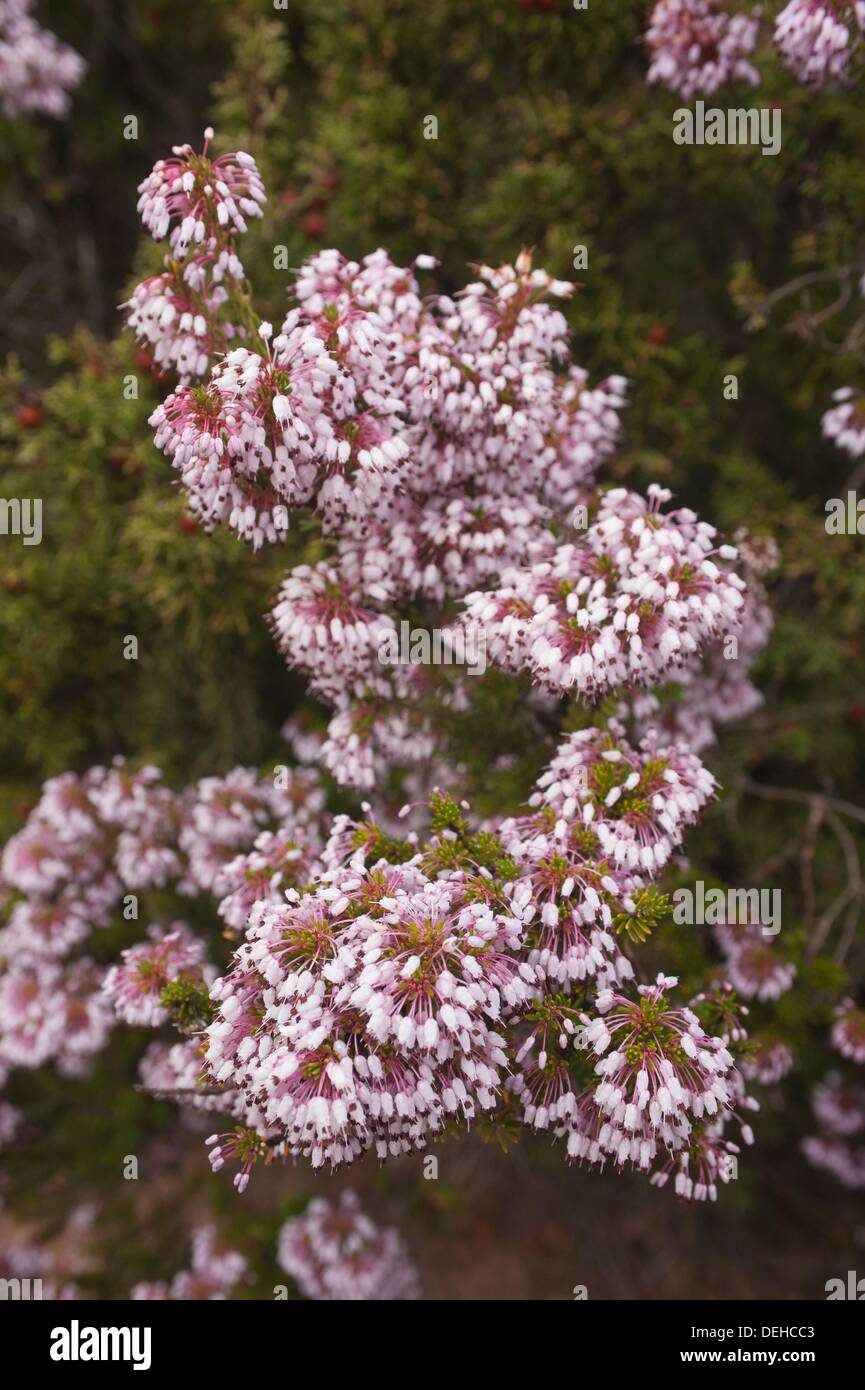 Mittelmeer heide erica multiflora -Fotos und -Bildmaterial in hoher ...