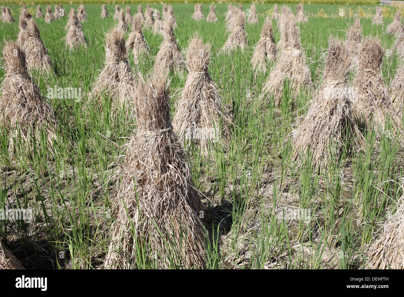 Geerntetes reisstroh -Fotos und -Bildmaterial in hoher Auflösung – Alamy