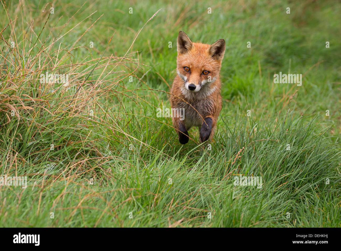 Rennender Fuchs Stockfotos und -bilder Kaufen - Alamy