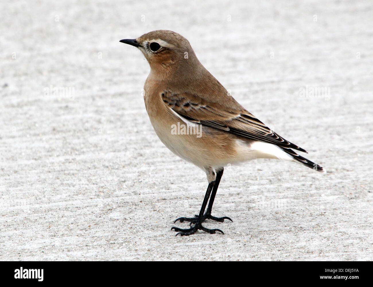 Bialorzytka zwyczajna -Fotos und -Bildmaterial in hoher Auflösung – Alamy