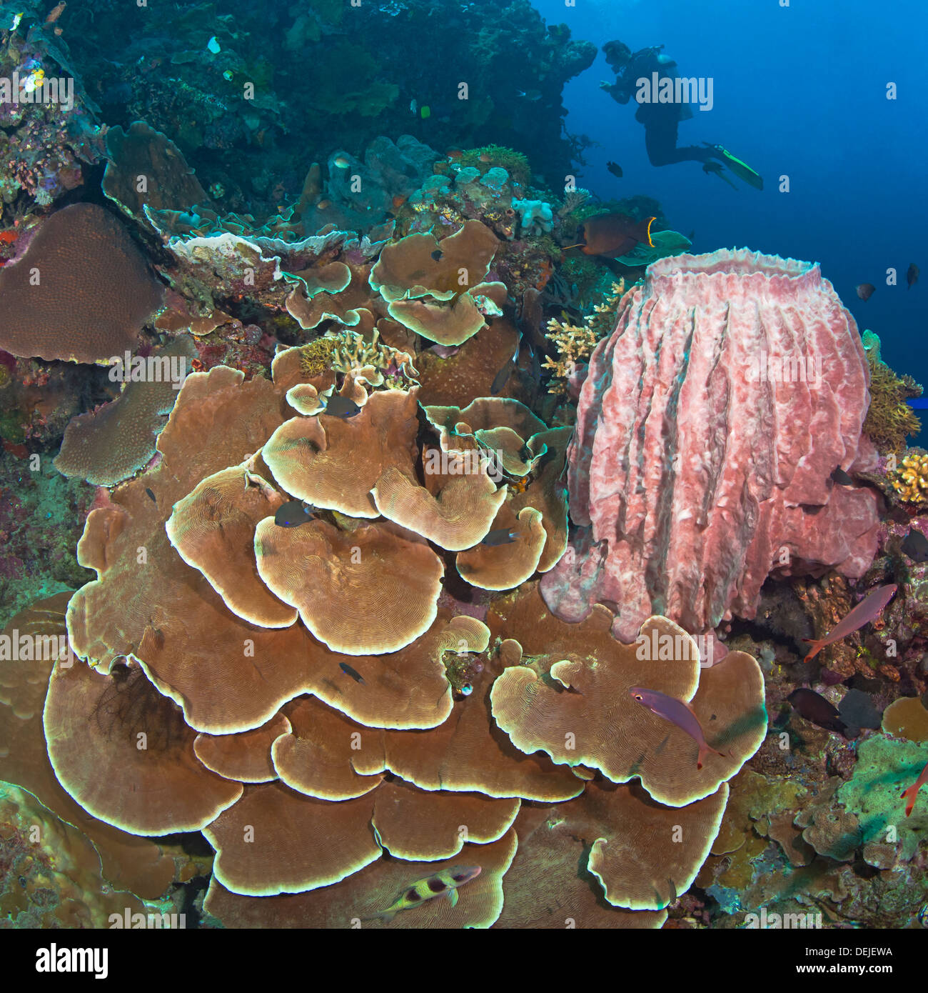 Schwamm und korallen -Fotos und -Bildmaterial in hoher Auflösung – Alamy