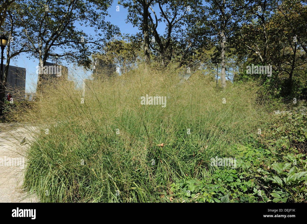 Molinia transparent -Fotos und -Bildmaterial in hoher Auflösung – Alamy