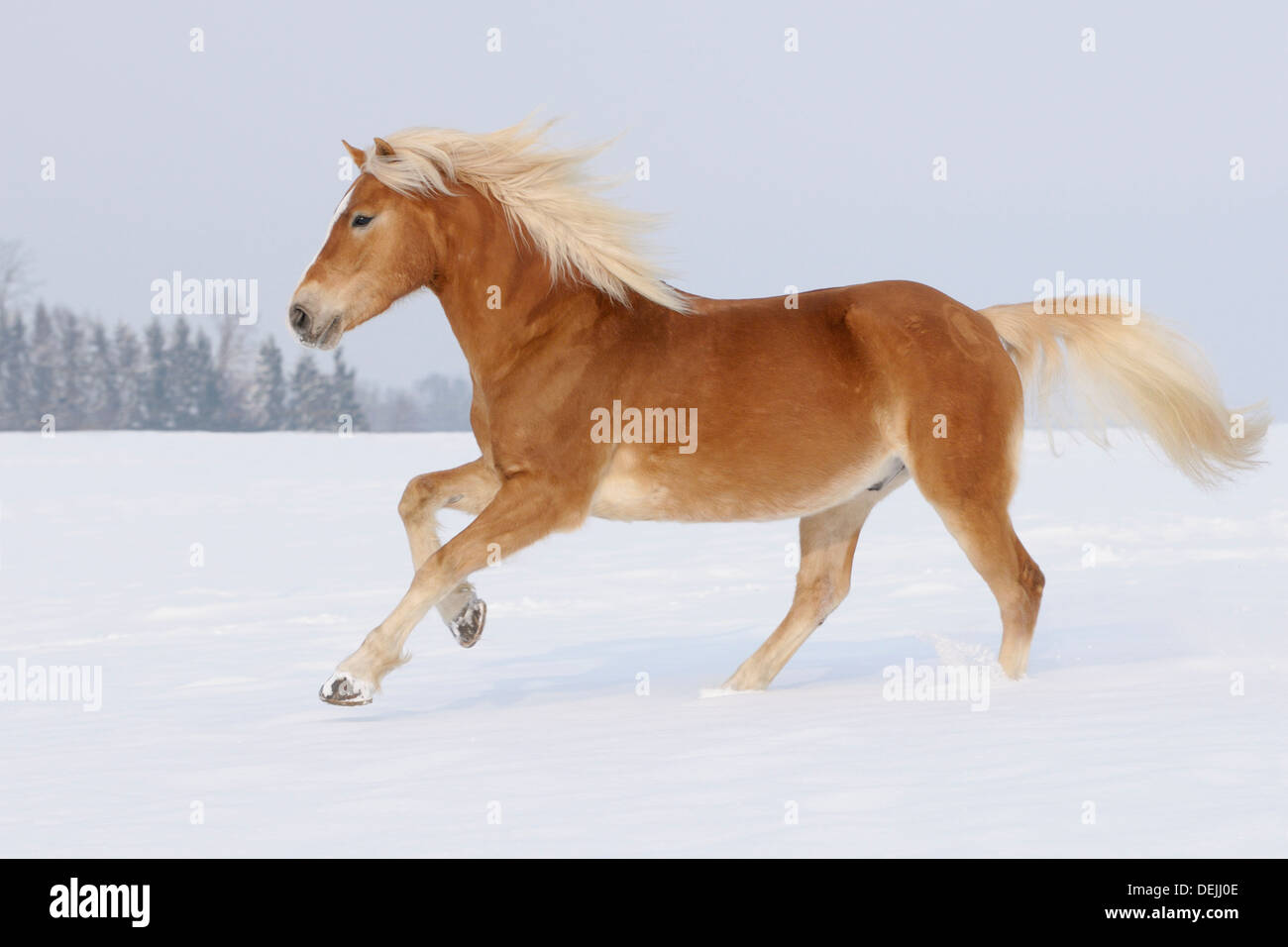 Haflinger horse in gallop -Fotos und -Bildmaterial in hoher Auflösung – Alamy