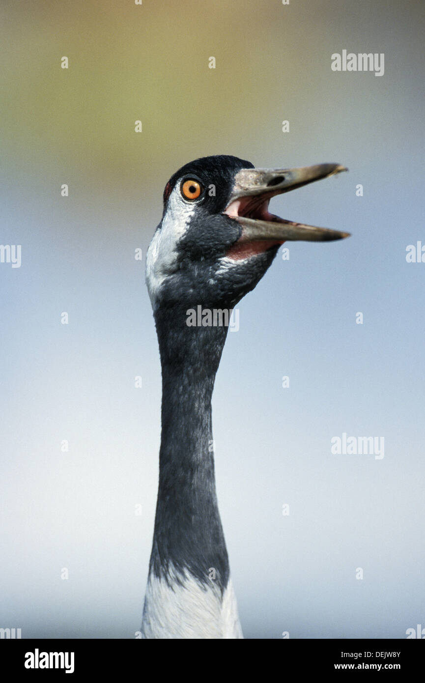 In der aufregung -Fotos und -Bildmaterial in hoher Auflösung – Alamy