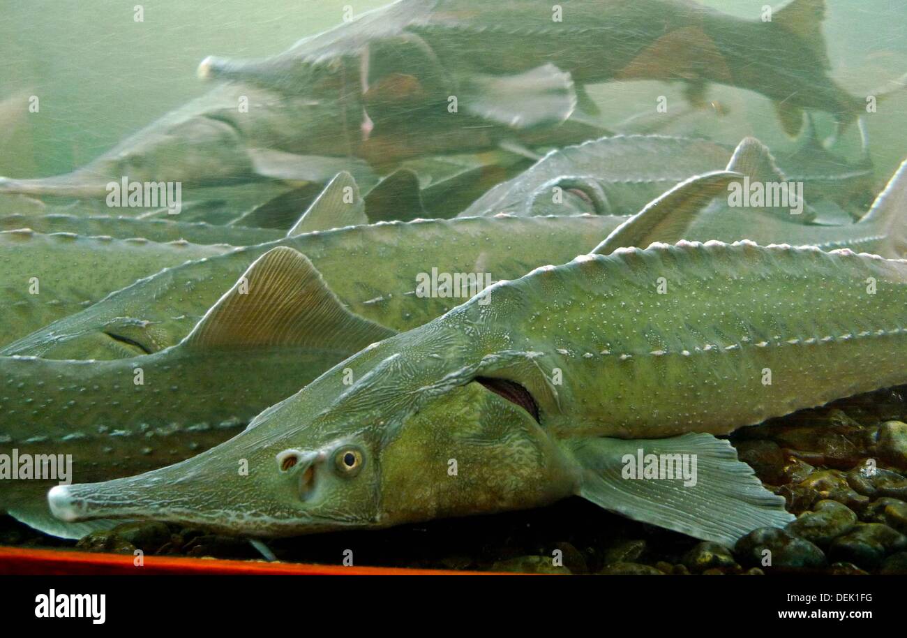Aquarium empfang -Fotos und -Bildmaterial in hoher Auflösung – Alamy