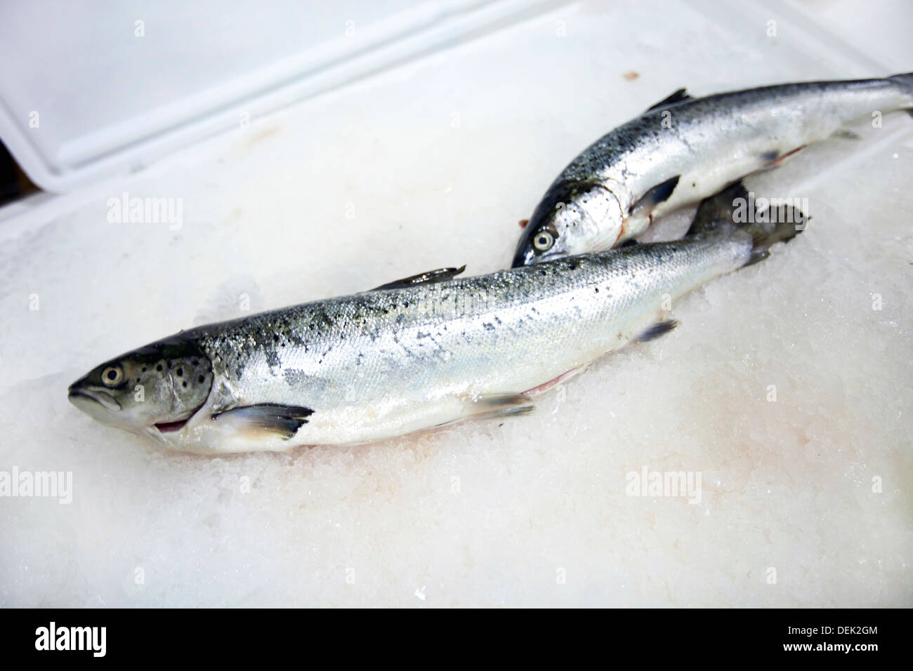Frisch gefangene fische auf eishaufen -Fotos und -Bildmaterial in hoher ...