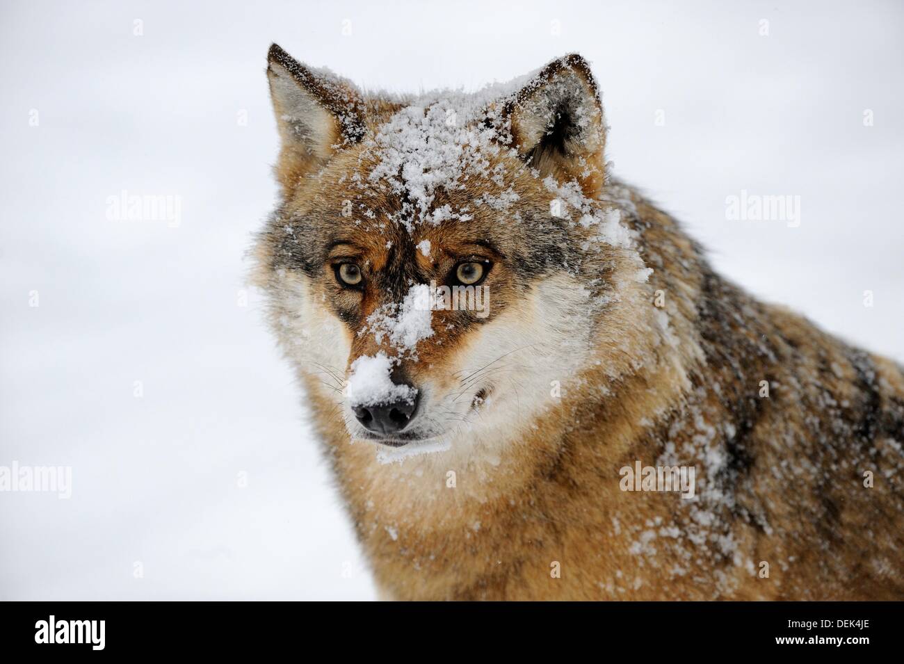 Europäischer Grauwolf im Schnee Canis Lupus, unverlierbare ...