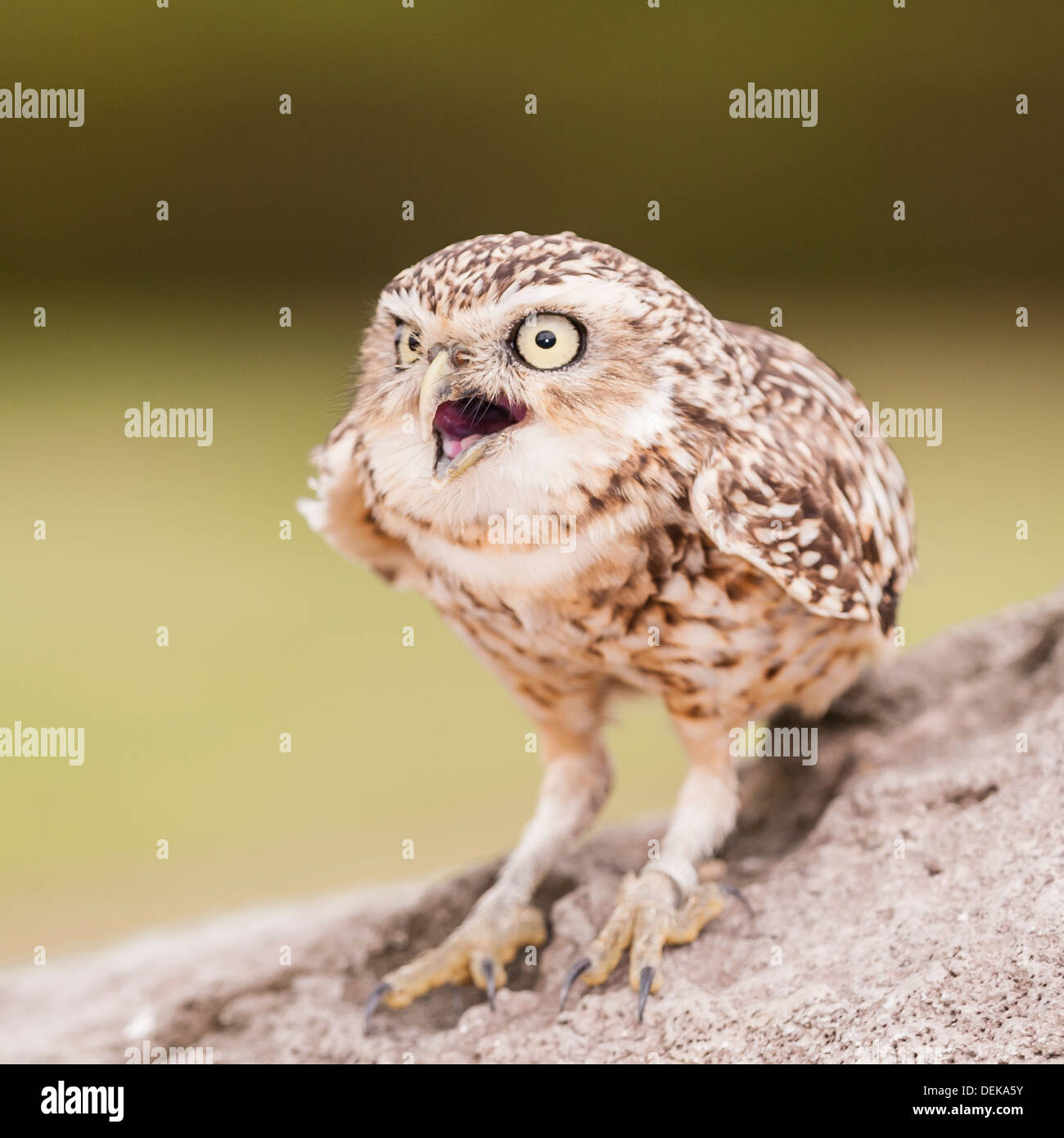 Eulen in england -Fotos und -Bildmaterial in hoher Auflösung – Alamy