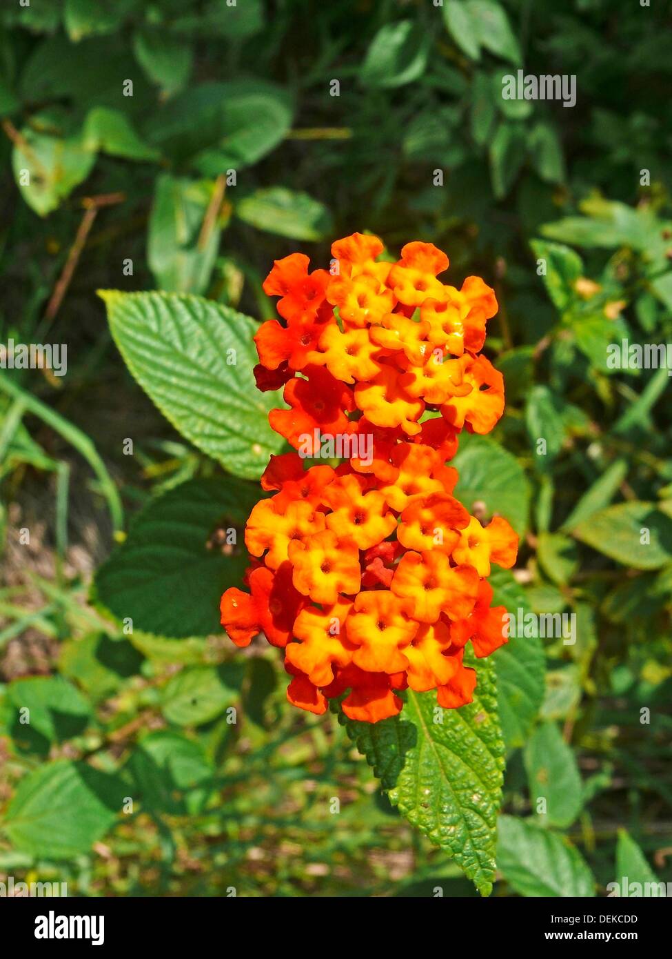 Lantana camara var aculeata -Fotos und -Bildmaterial in hoher Auflösung ...