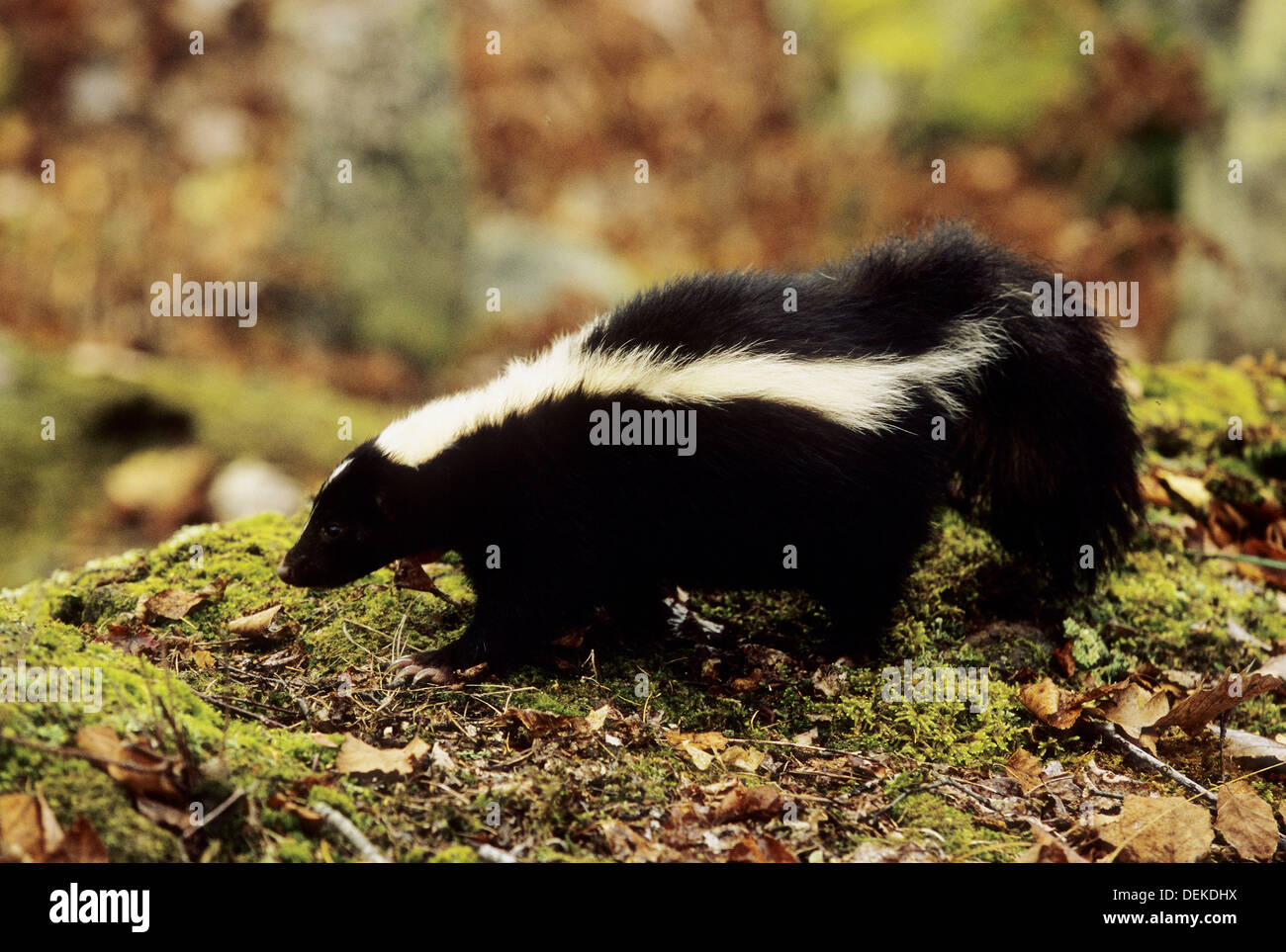 Stinktier mit schwanz -Fotos und -Bildmaterial in hoher Auflösung – Alamy