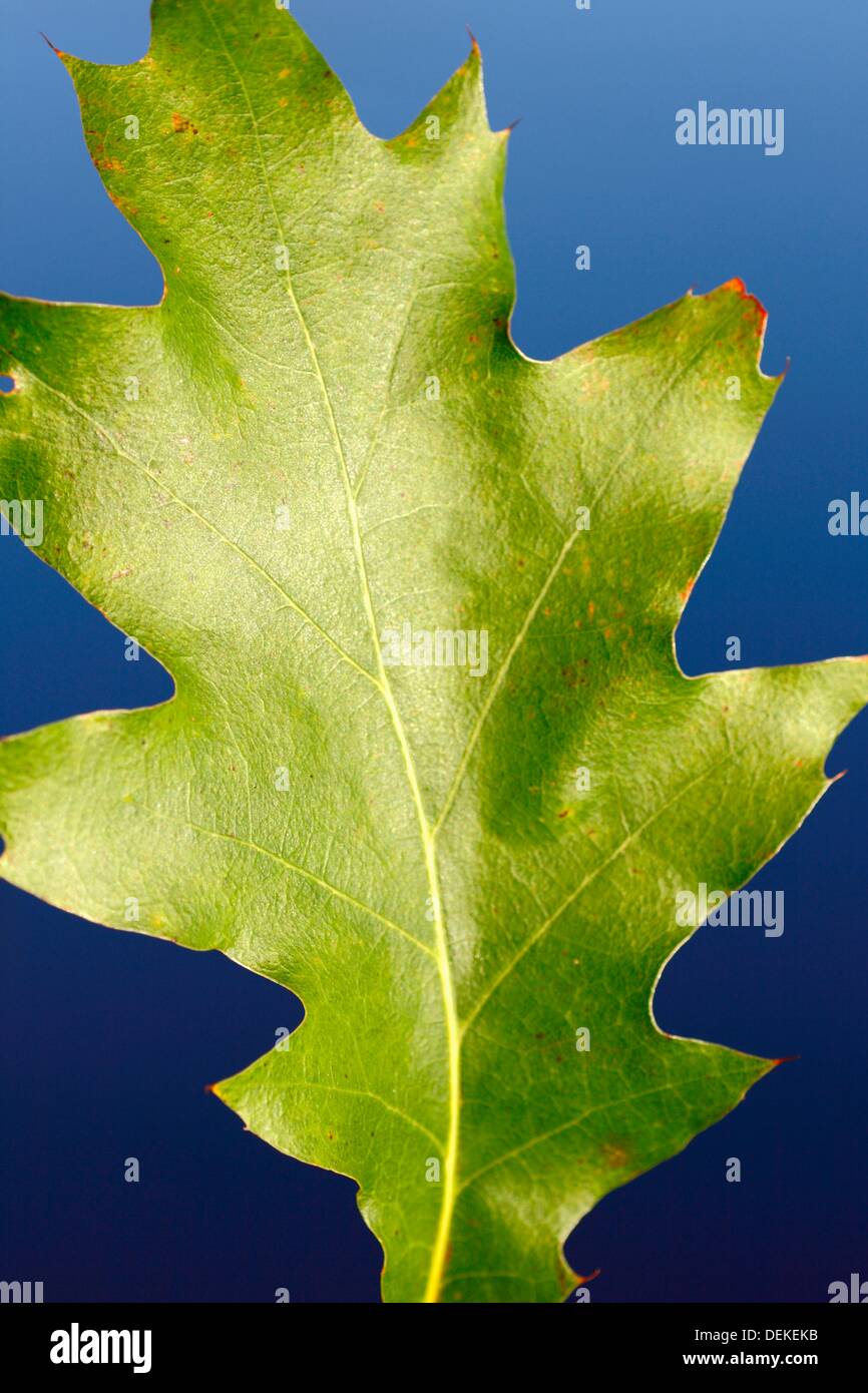 Grünes eichenblatt -Fotos und -Bildmaterial in hoher Auflösung – Alamy