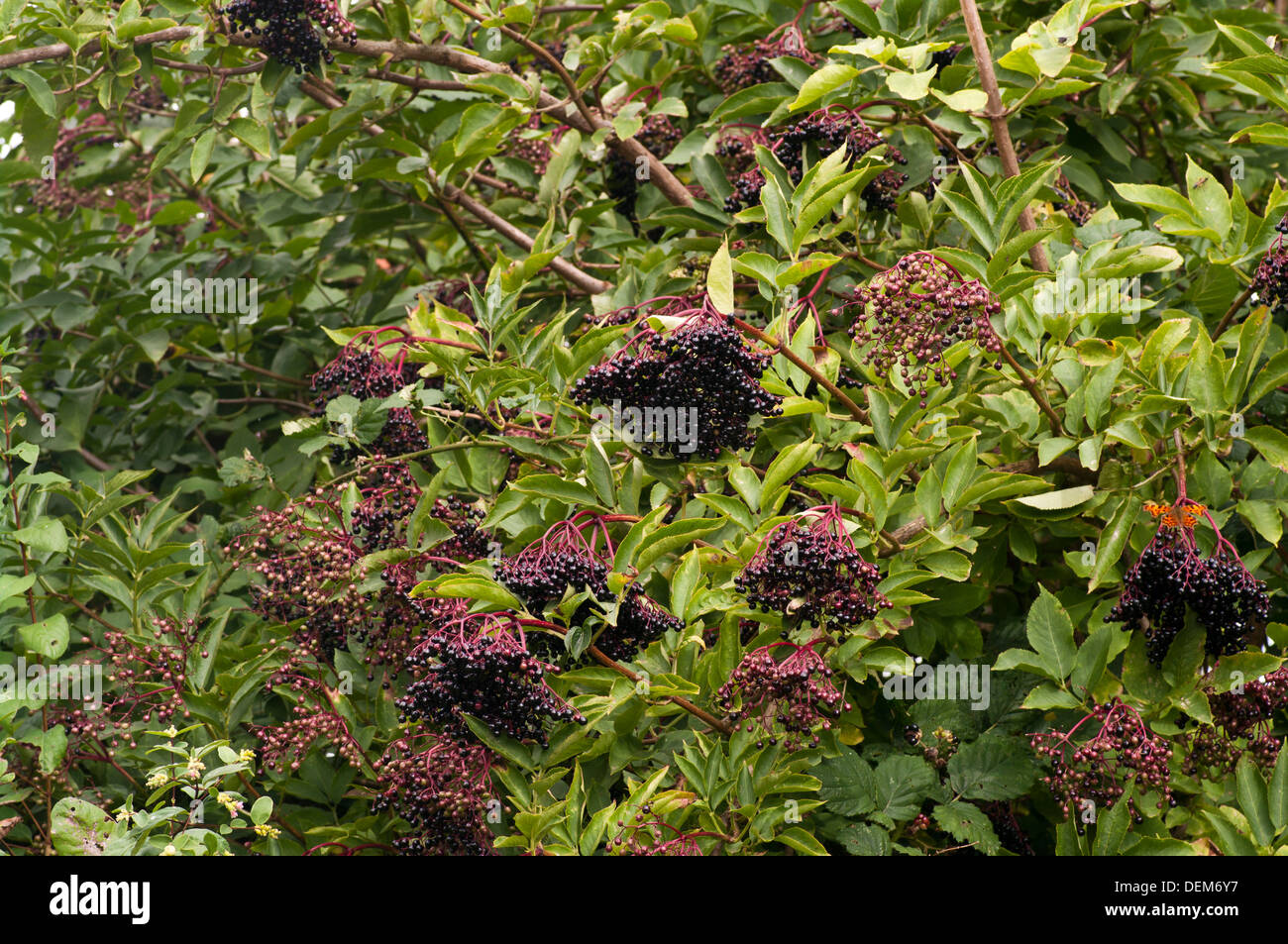 Holunder Strauch mit Holunder Sambucus nigra Stockfotografie - Alamy