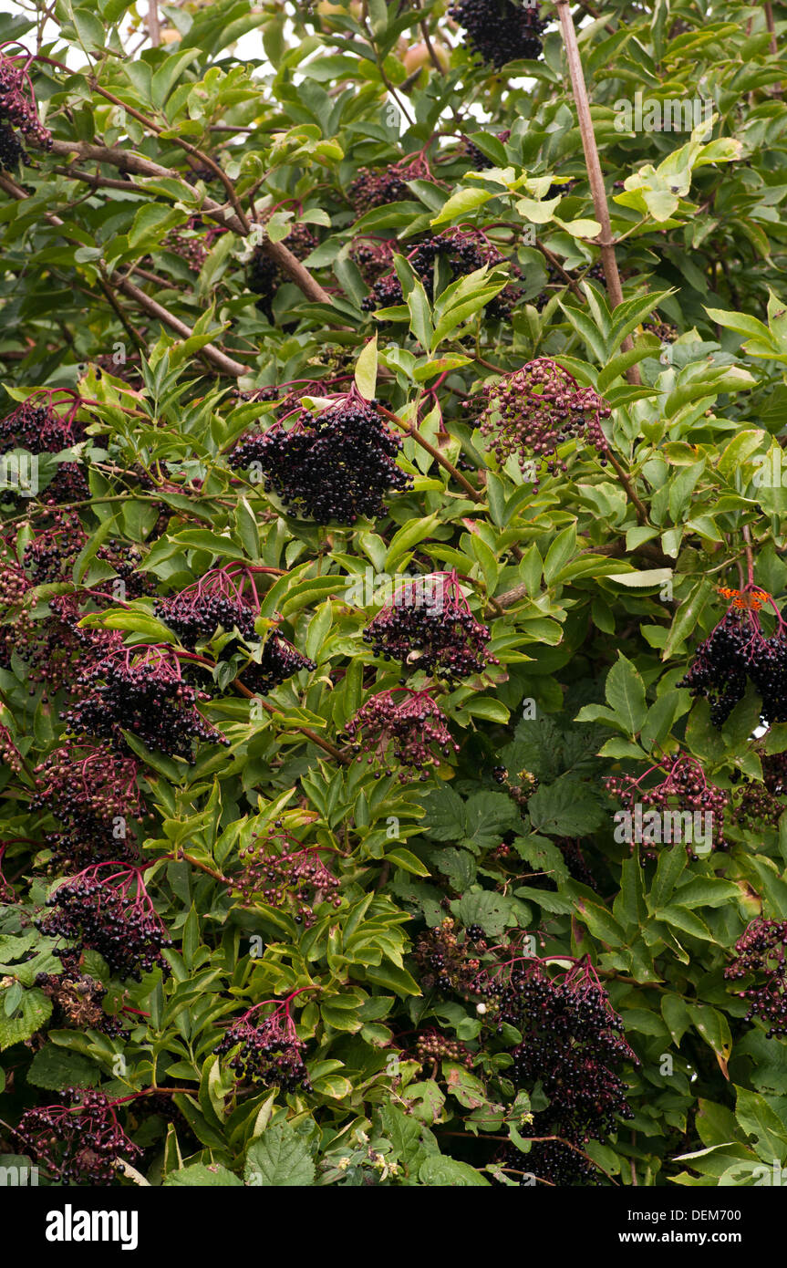 Holunder Strauch mit Holunder Sambucus nigra Stockfotografie - Alamy