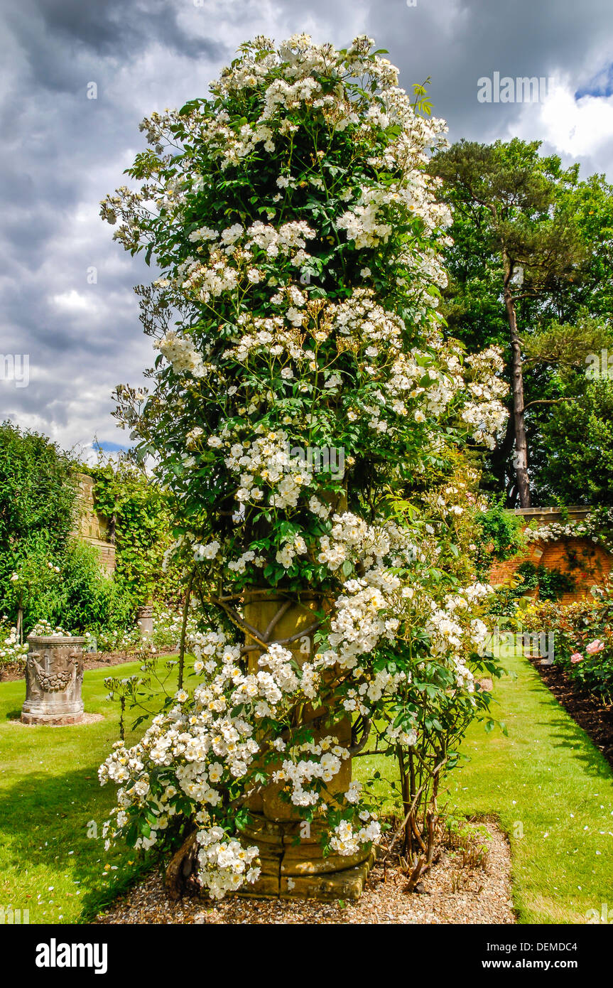 Hever Kent wilde Blumen Rosen rot Frühling England uk Europa Daisy ...