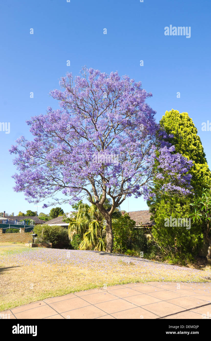 Purple Flowers Jacaranda Tree In Stockfotos und -bilder Kaufen - Alamy
