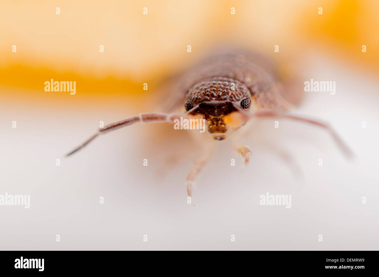 Asellus -Fotos und -Bildmaterial in hoher Auflösung – Alamy