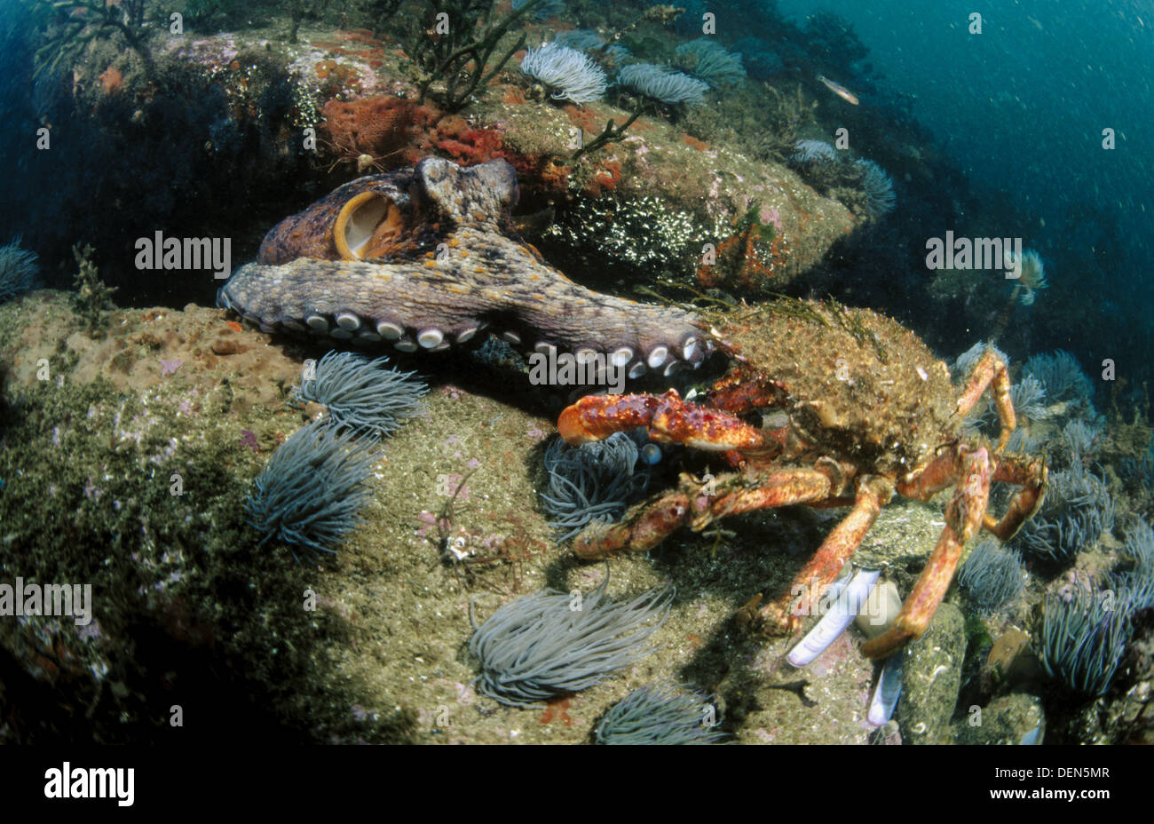 Zwei Seespinnen Stockfotos und -bilder Kaufen - Alamy