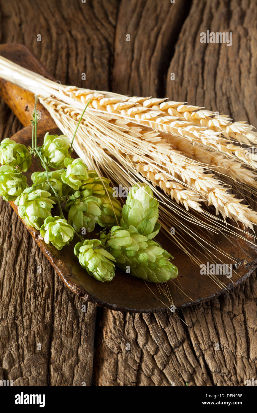 Goldener hopfen -Fotos und -Bildmaterial in hoher Auflösung – Alamy